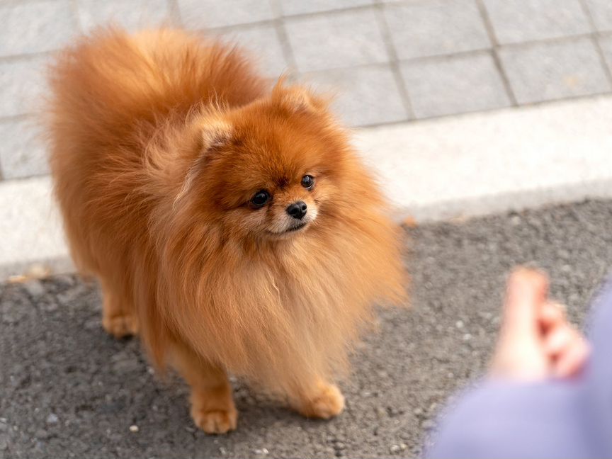 Померанский шпиц мини
