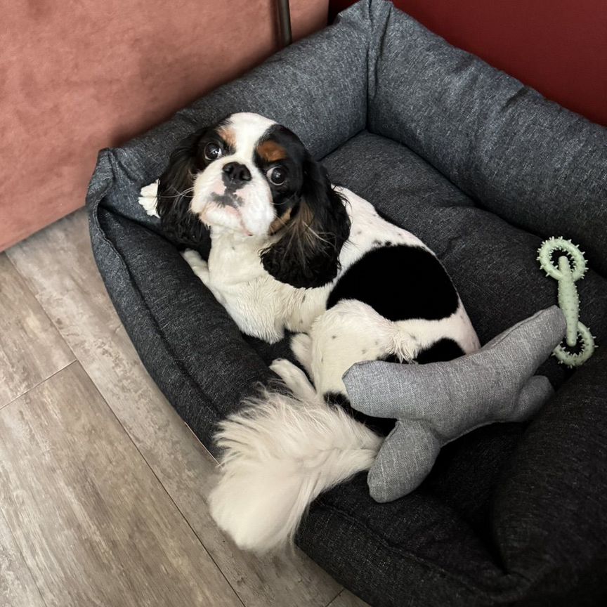 Кавалер кинг-чарльз-спаниель, взрослый пёс