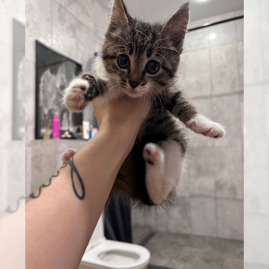 Котенок