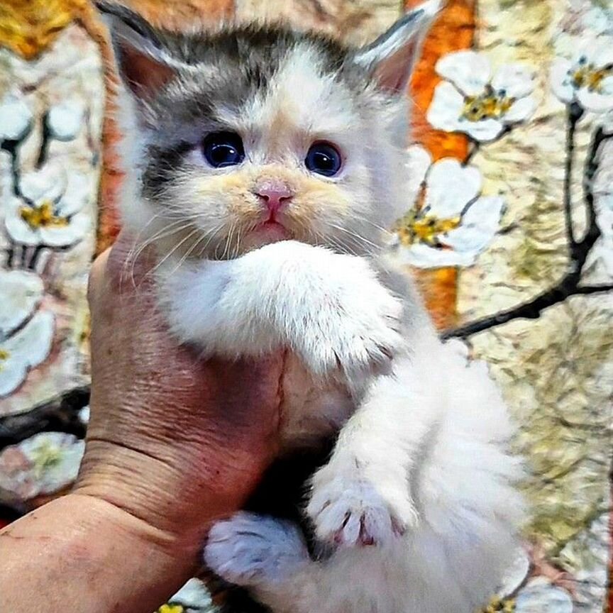 Котята дгг