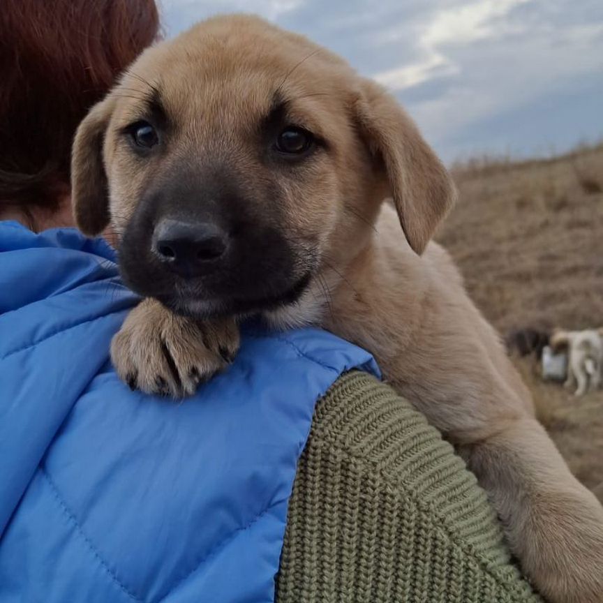 Щенок в добрые руки