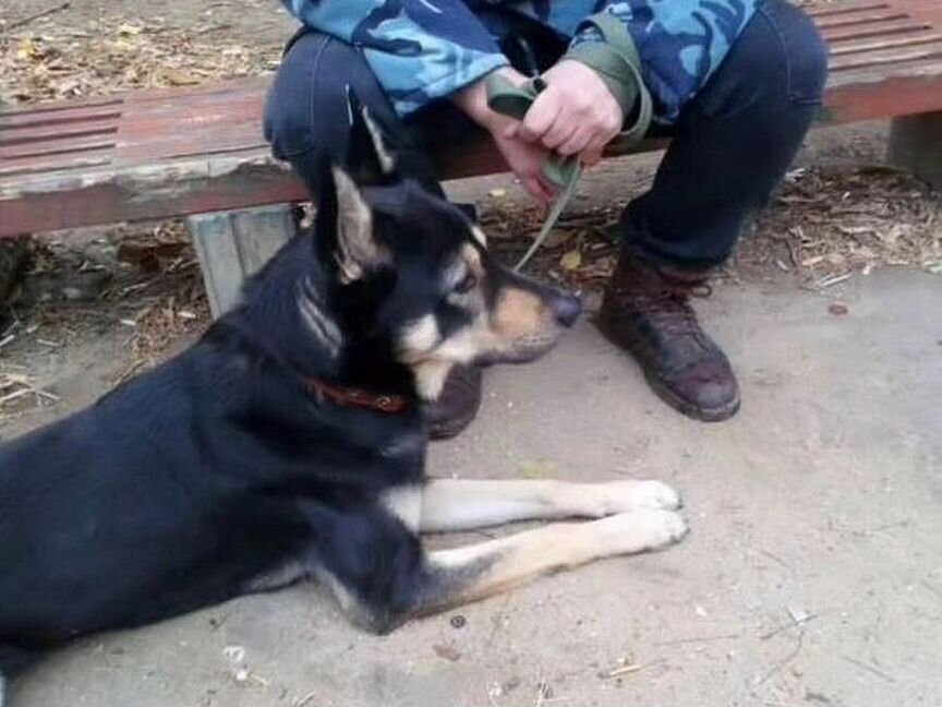 Собака в добрые руки