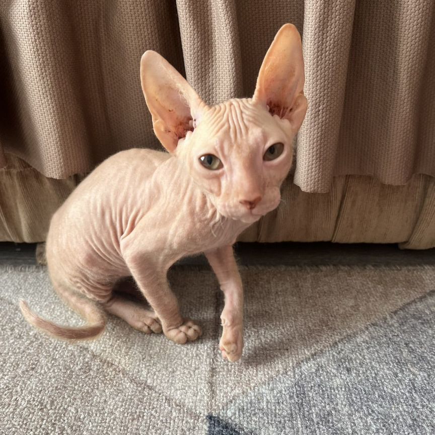 Донской сфинкс