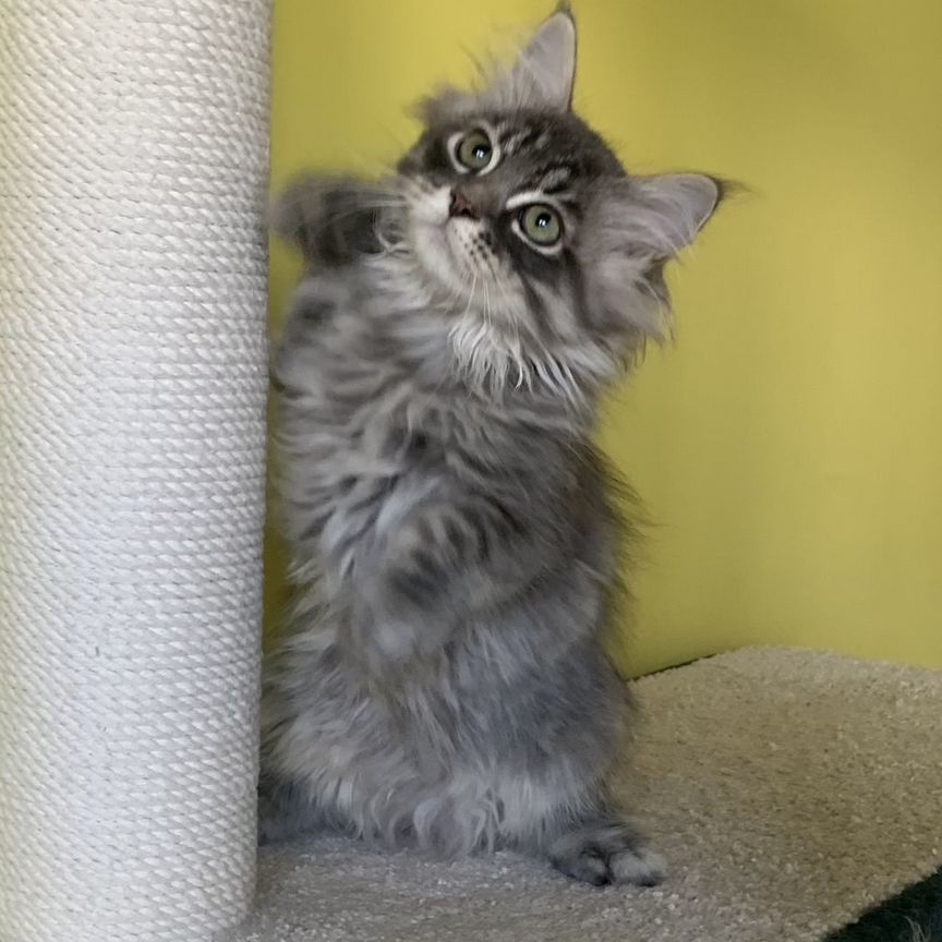 Котята Сибирская порода