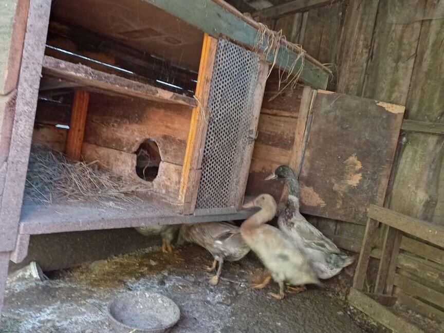 Индийский бегунок