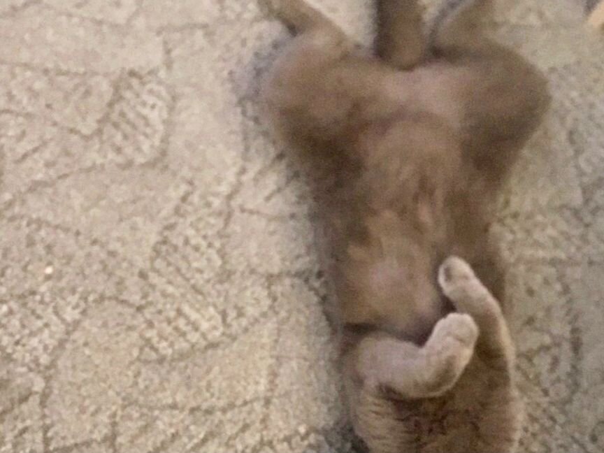 Кошечка ищет кота на вязку