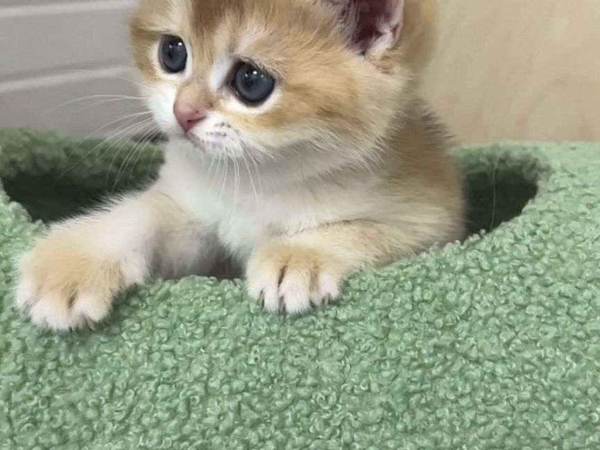 Котята британская золотая шиншилла