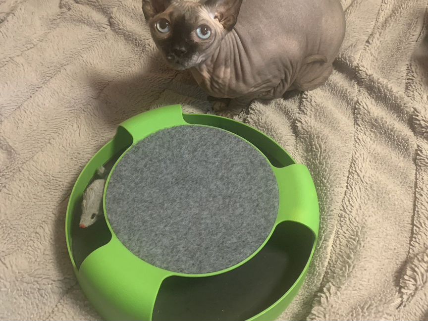 Игрушка для кошек