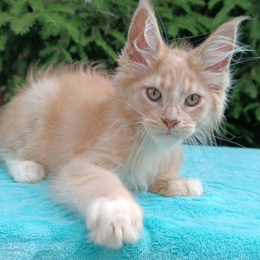 Котята мейн-кун