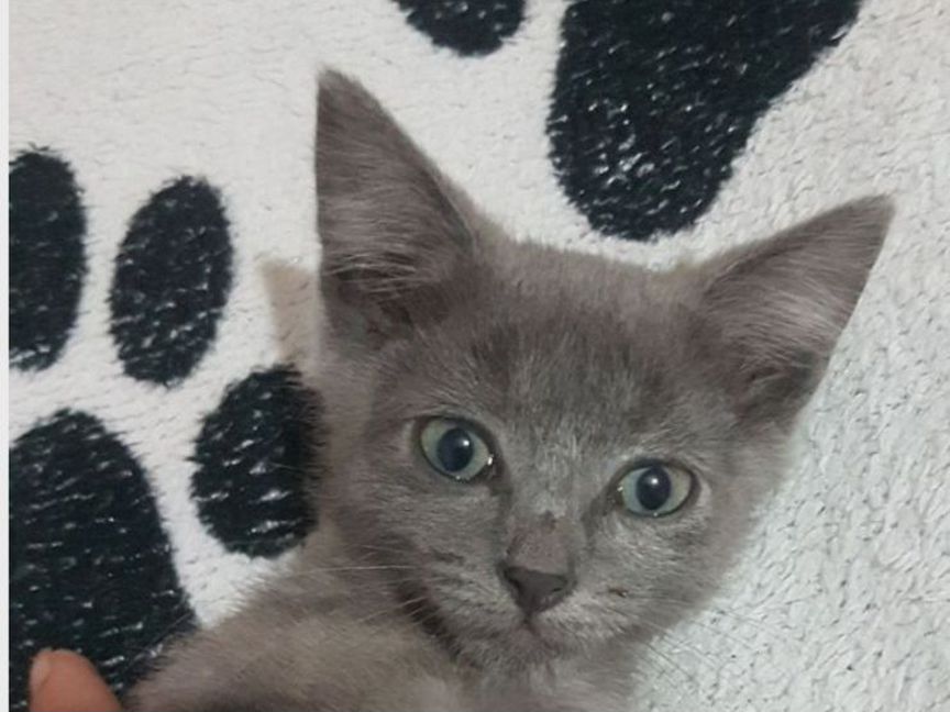 Котята кошечки