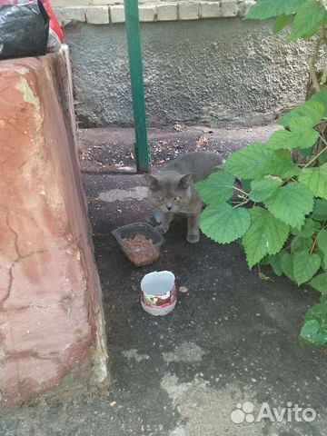 Британец котик