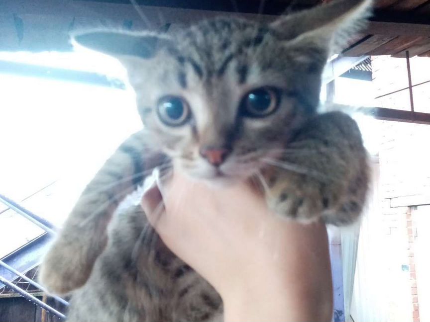 Котик камышовый