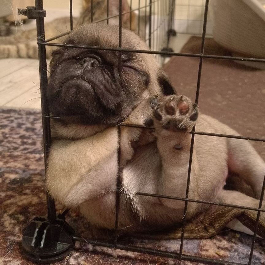 Мопс, щенок