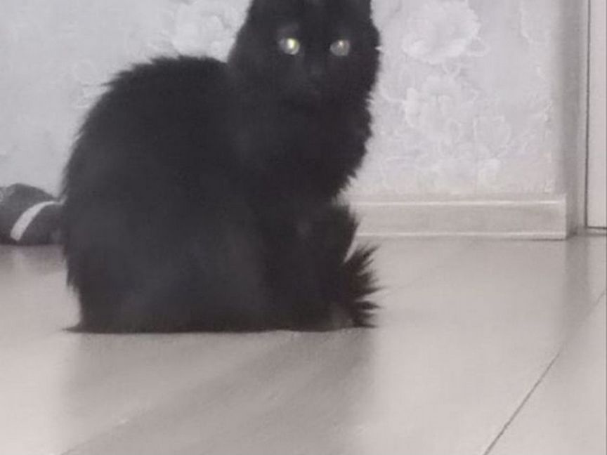 Кошка в дар