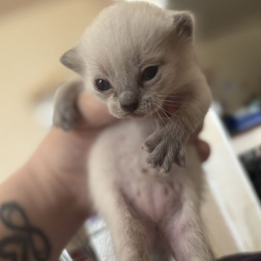 Тайский котёнок