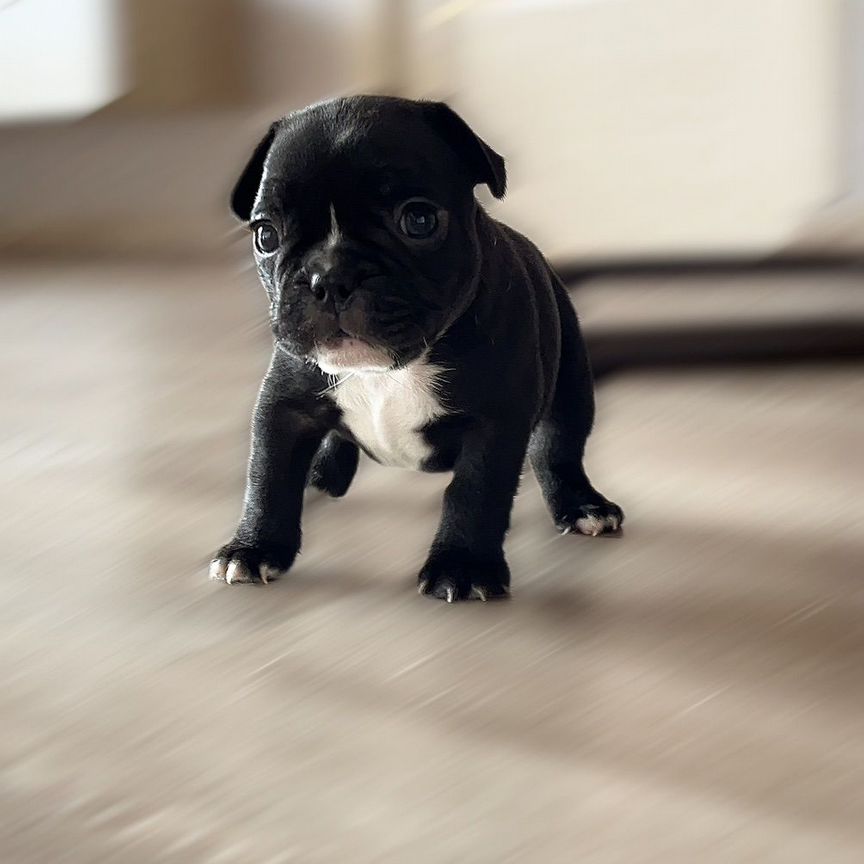 Французский бульдог щенки