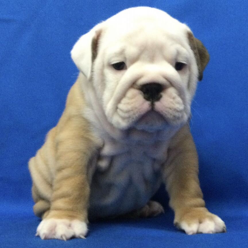 Английский бульдог, щенок