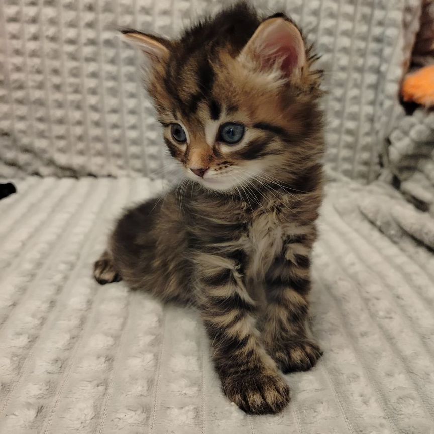 Турецкая ангора котёнок