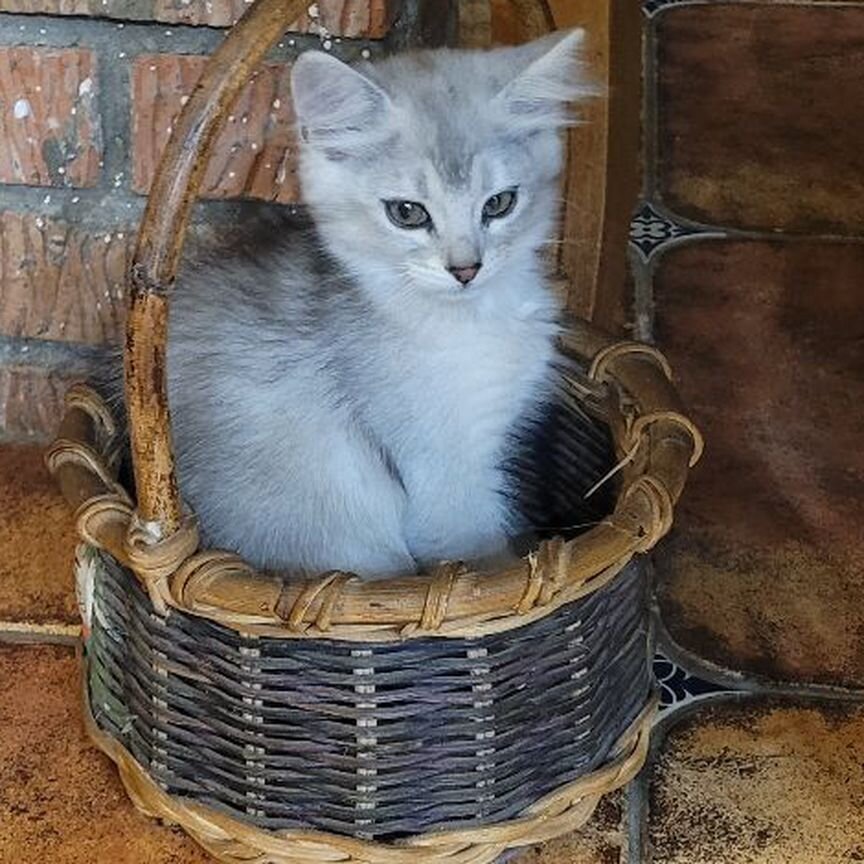 Котёнок в добрые руки