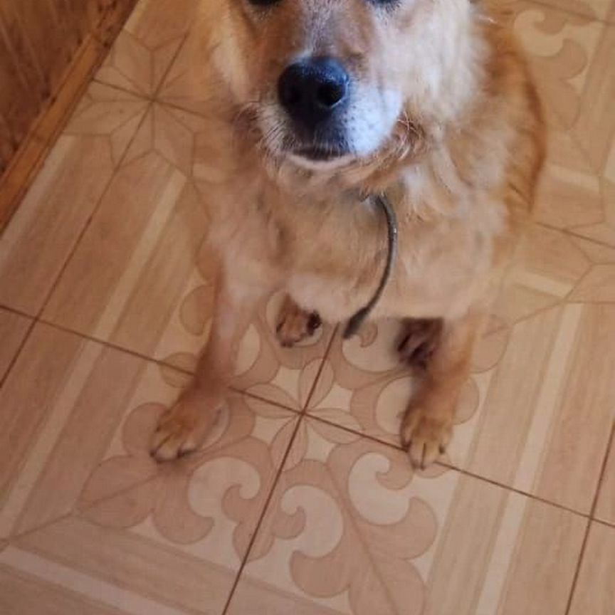 Славный пес в добрые руки