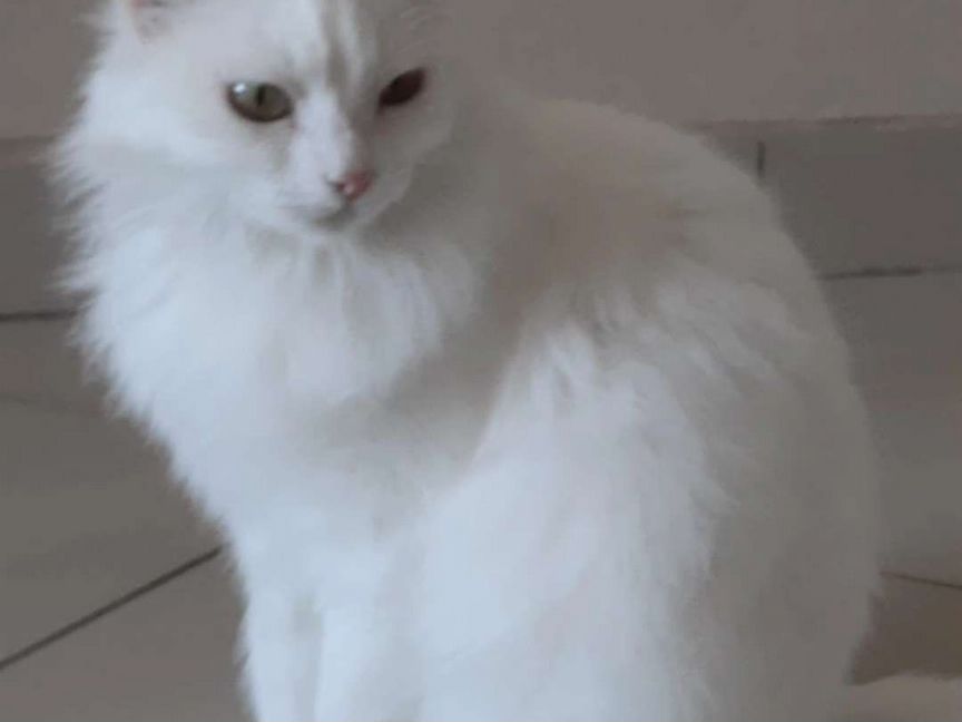 Василиса ищет дом