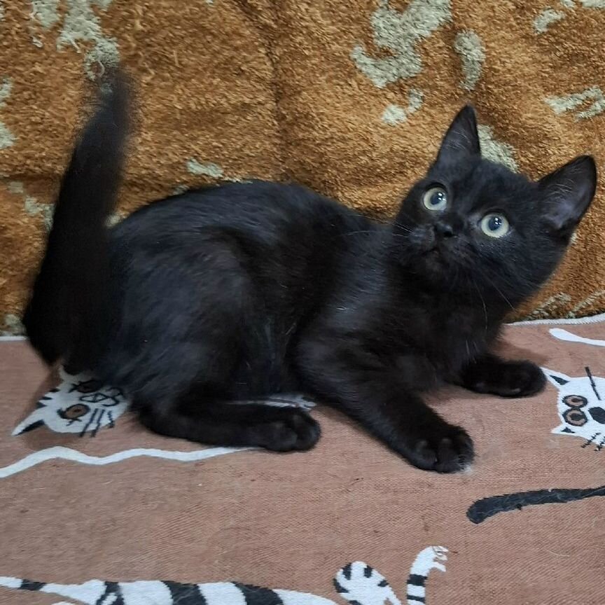 Котёнок в добрые руки