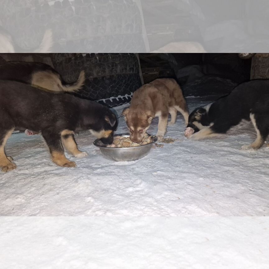 Восточноевропейская овчарка, щенок