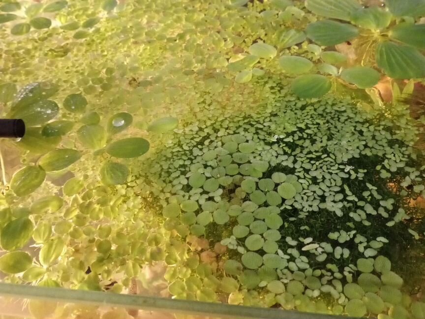 Прополка пистия и ряска