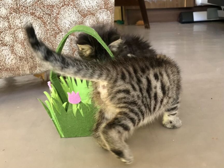 Малышка в полосатой шубке