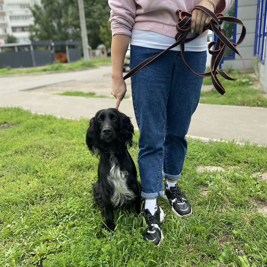 Кокер спаниель