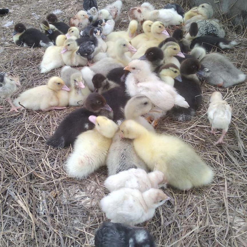 Утята мускусные и башкирские