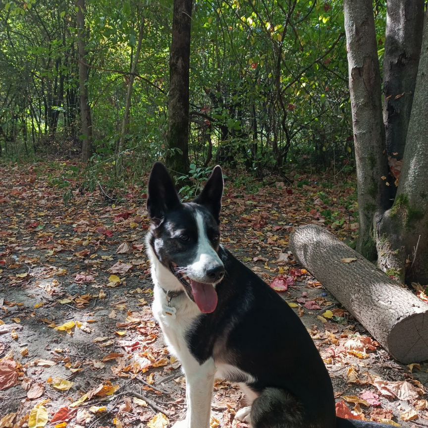 Лучшая собака в добрые руки