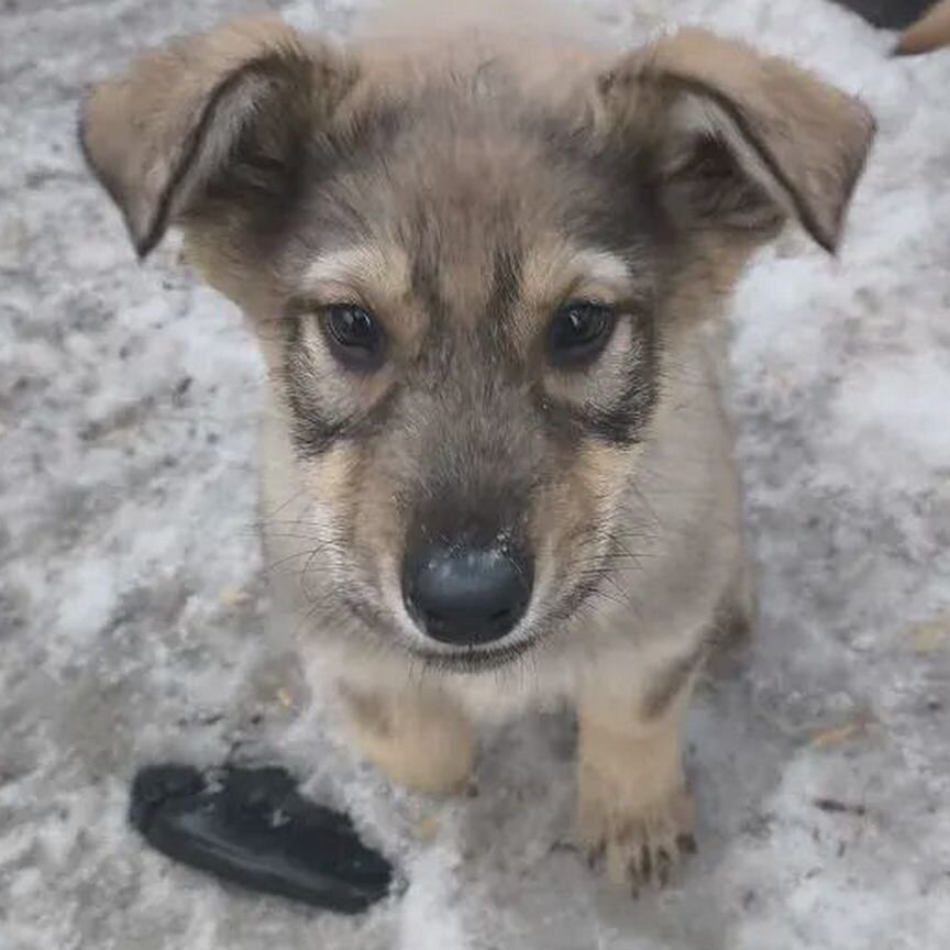 Щенок в добрые руки