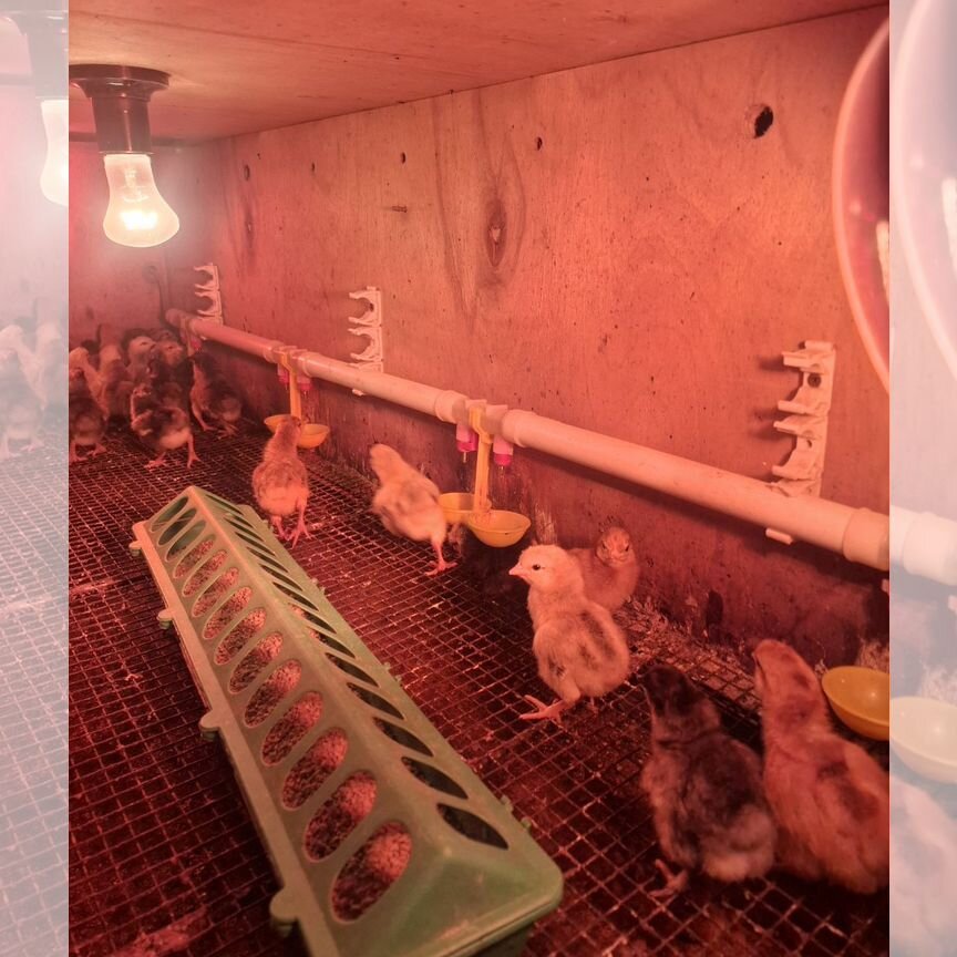 Цыплята суточные несушки