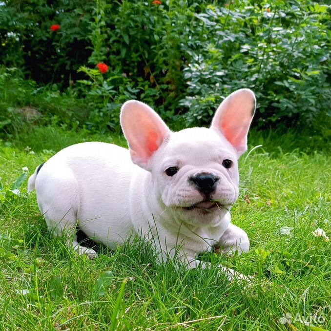Щеночек французского бульдога