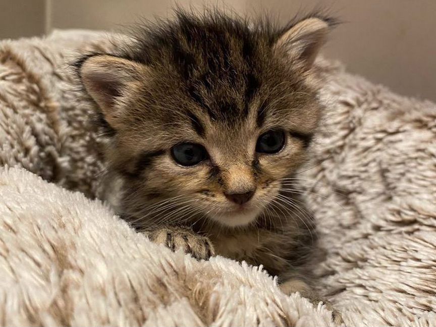 Котенок девочка, тёмного окраса