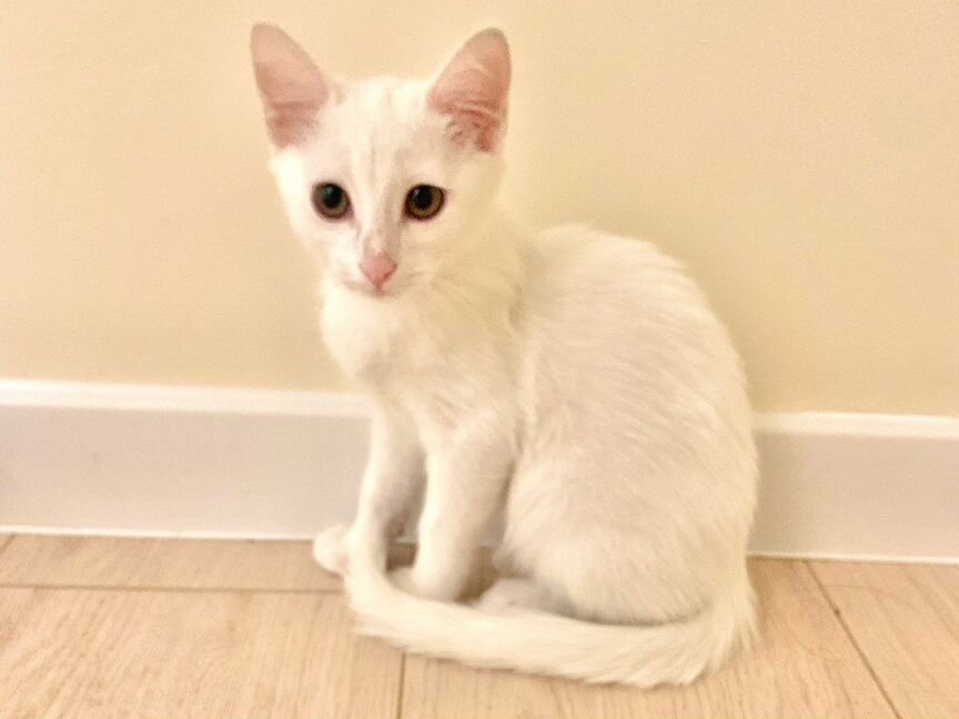 Котенок. Девочка по имени Невеста