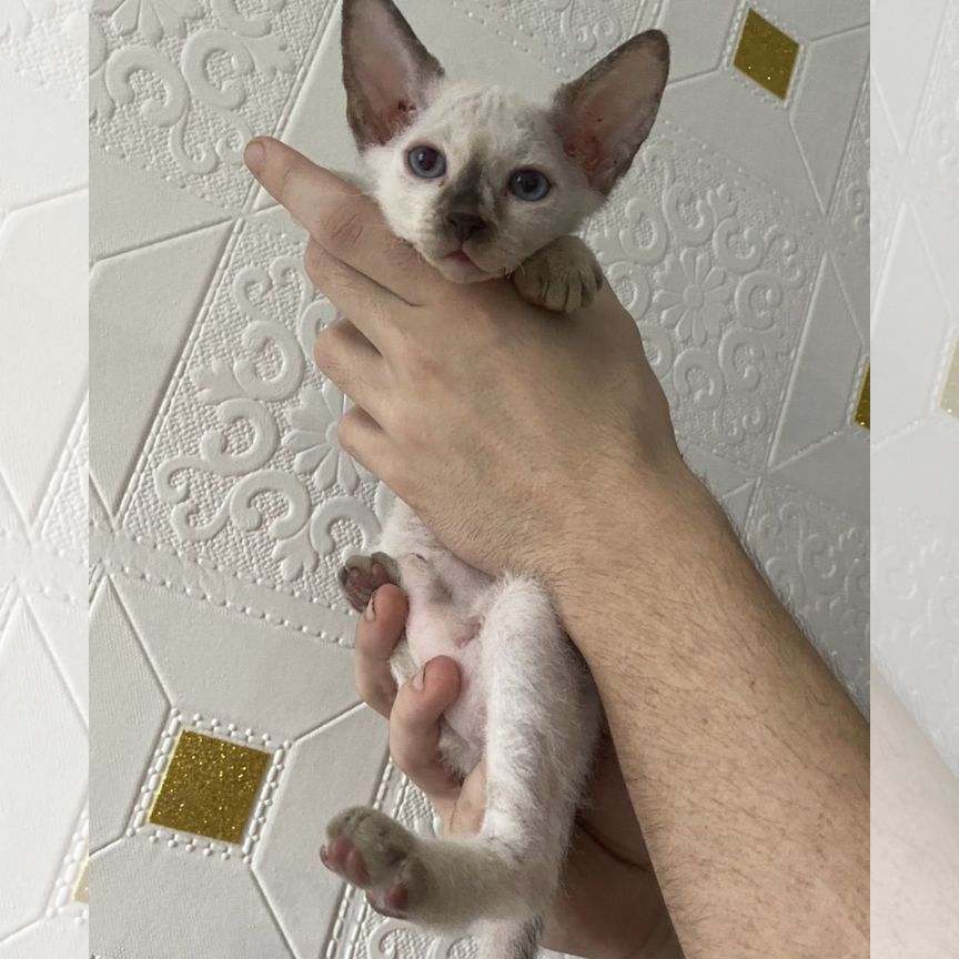 Канадский сфинкс котёнок