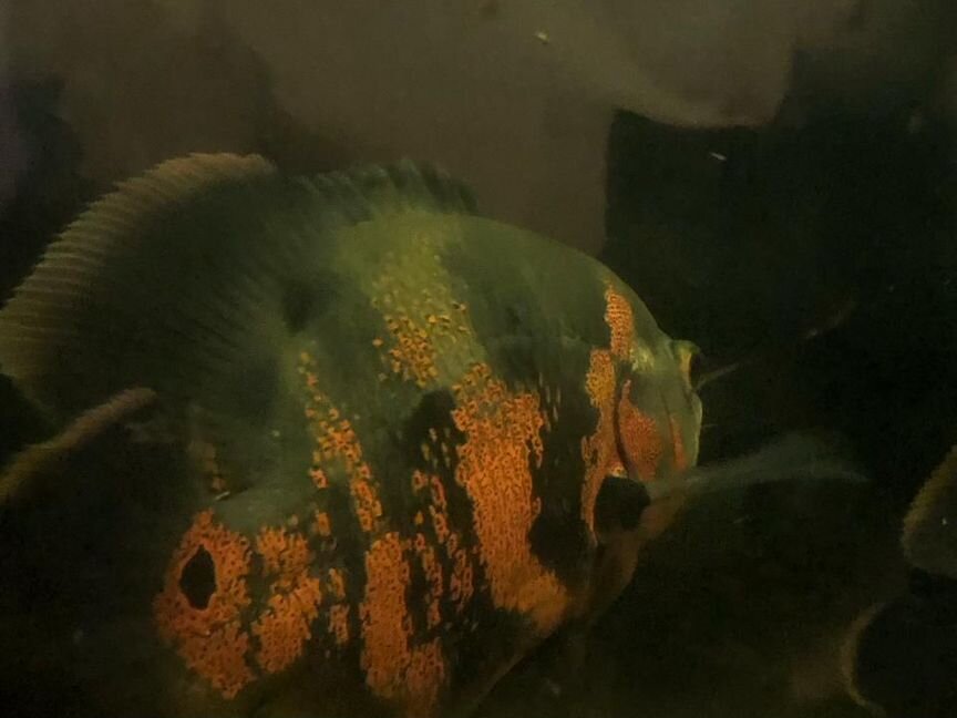 Астронотус красный