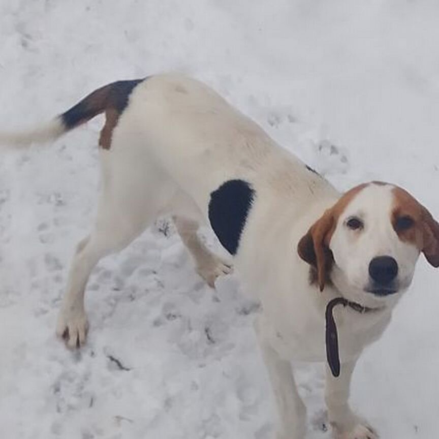 Русская пегая гончая, щенок