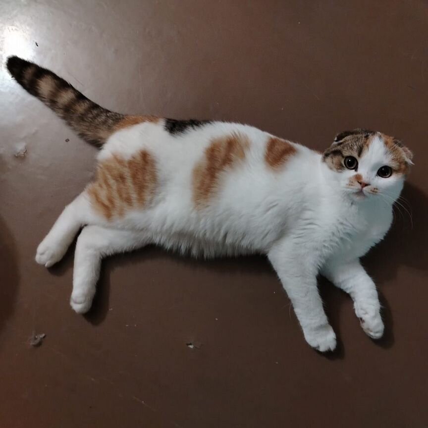 Шотландский вислоухий короткошёрстный котёнок