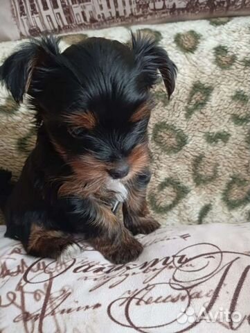 Йоркширский терьер щенки