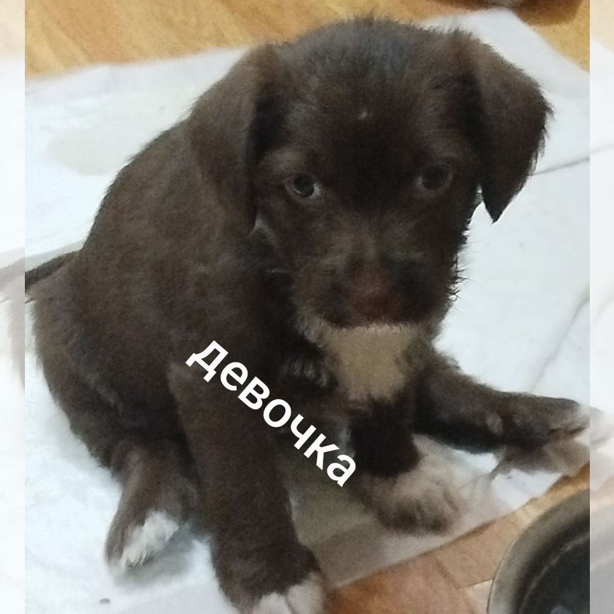 Щенок в добрые руки