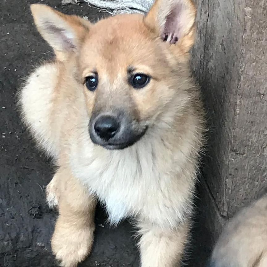 Девочка щенулька-лисенок