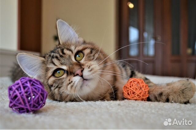 Кошка черепаха