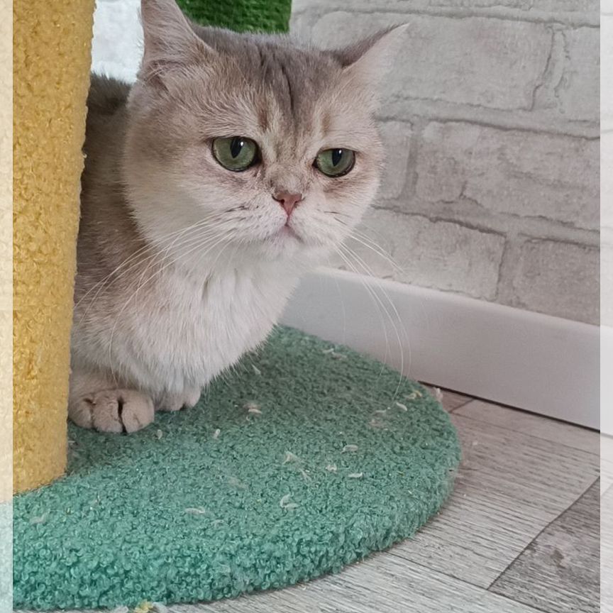 Британская домашняя кошечка