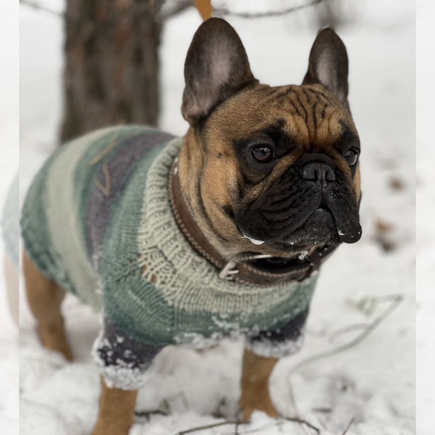 Французский бульдог, взрослый пёс