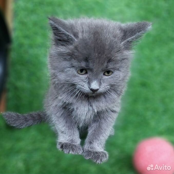 Котята фенотип нибелунга в дар