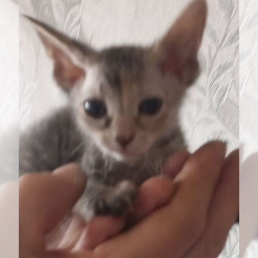 Корниш-рекс котёнок