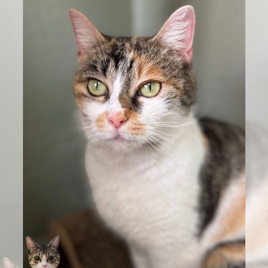 Взрослая кошка в добрые руки